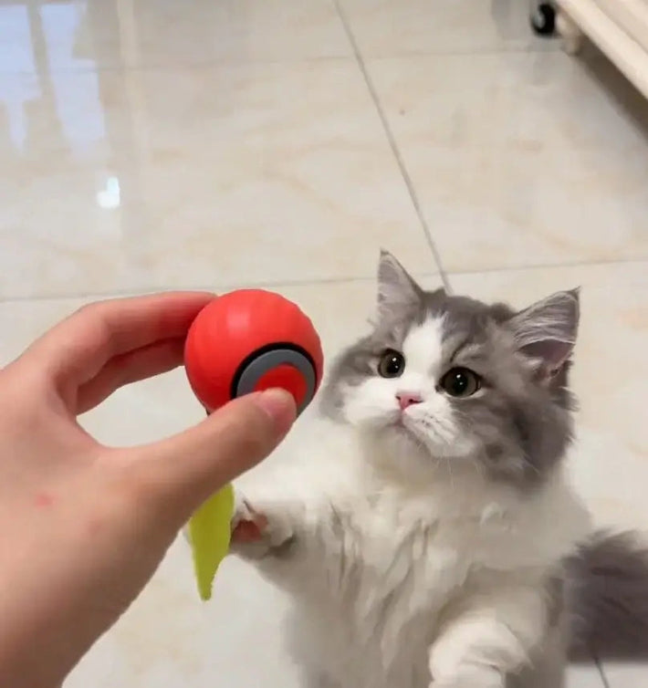 Pounzy™ Pounce Ball